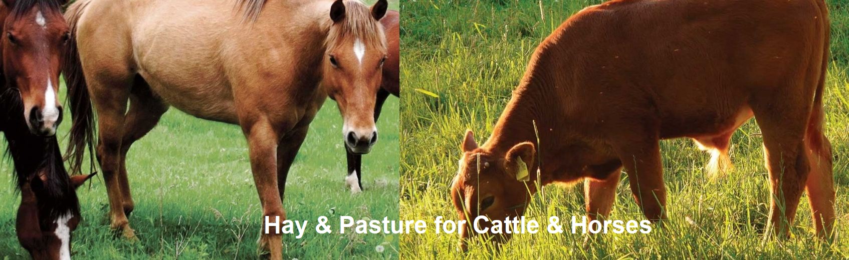 Forage Menu - Rivard's Turf & Forage